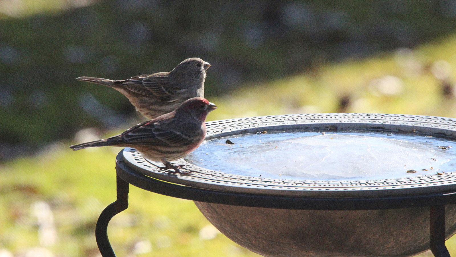 9 Clever Ways To Keep Your Bird Bath From Freezing This Winter