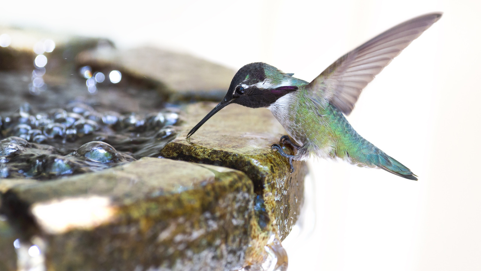 9 DIY Hummingbird Water Fountains That Will Keep Them Clean & Hydrated