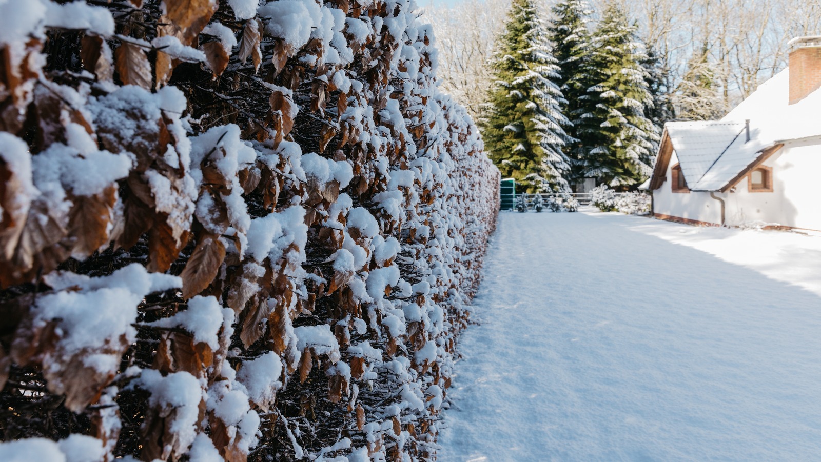 9 Evergreen Hedges And Shrubs That Provide Privacy In Winter