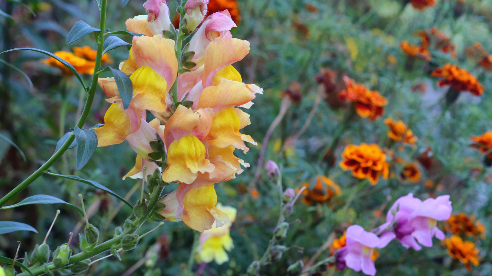 Beautiful Companion Plants That Help Snapdragons Thrive In The Garden