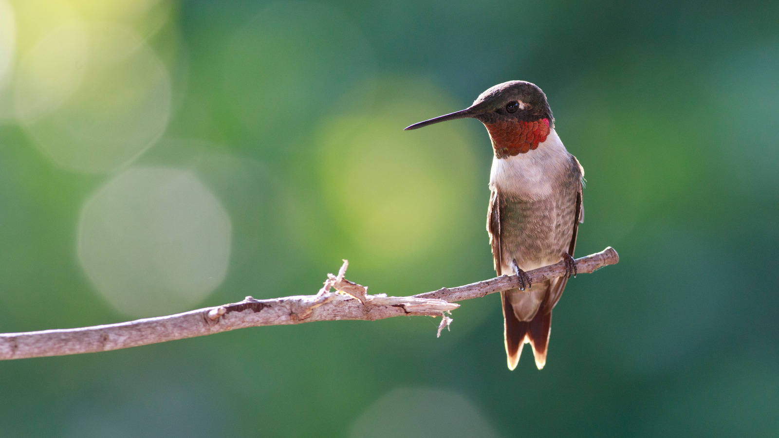 9 Reasons Hummingbirds Are Steering Clear Of Your Yard