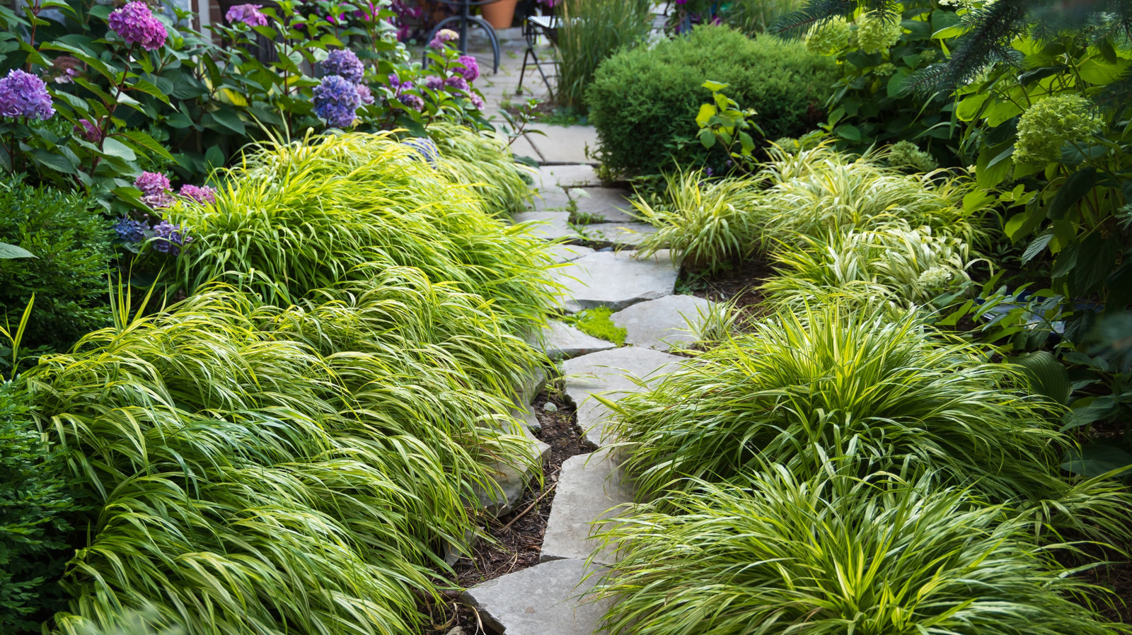 9 Stunning Ornamental Grasses That Grow Beautifully With Hydrangeas