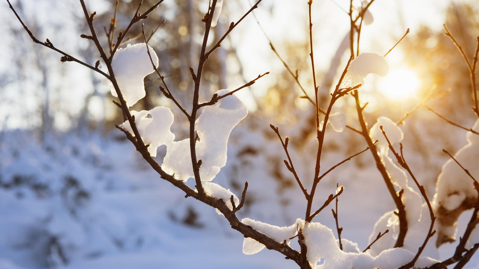 9 Trees You Should Absolutely Prune In Late Winter