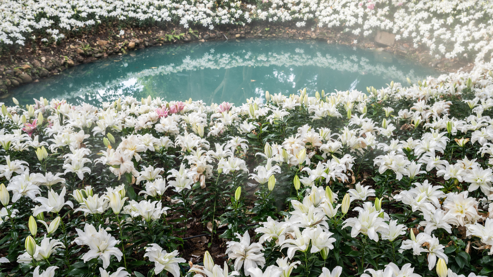 9 White Flowering Ground Covers To Add An Elegant Touch To Your Yard