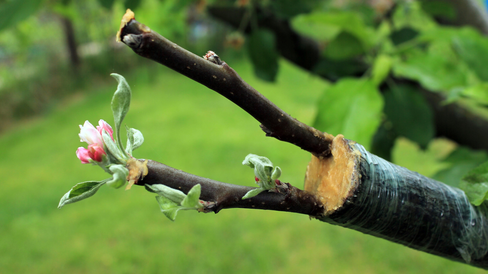 A Beginner's Guide To Grafting Fruit Trees (And Common Mistakes To Avoid)