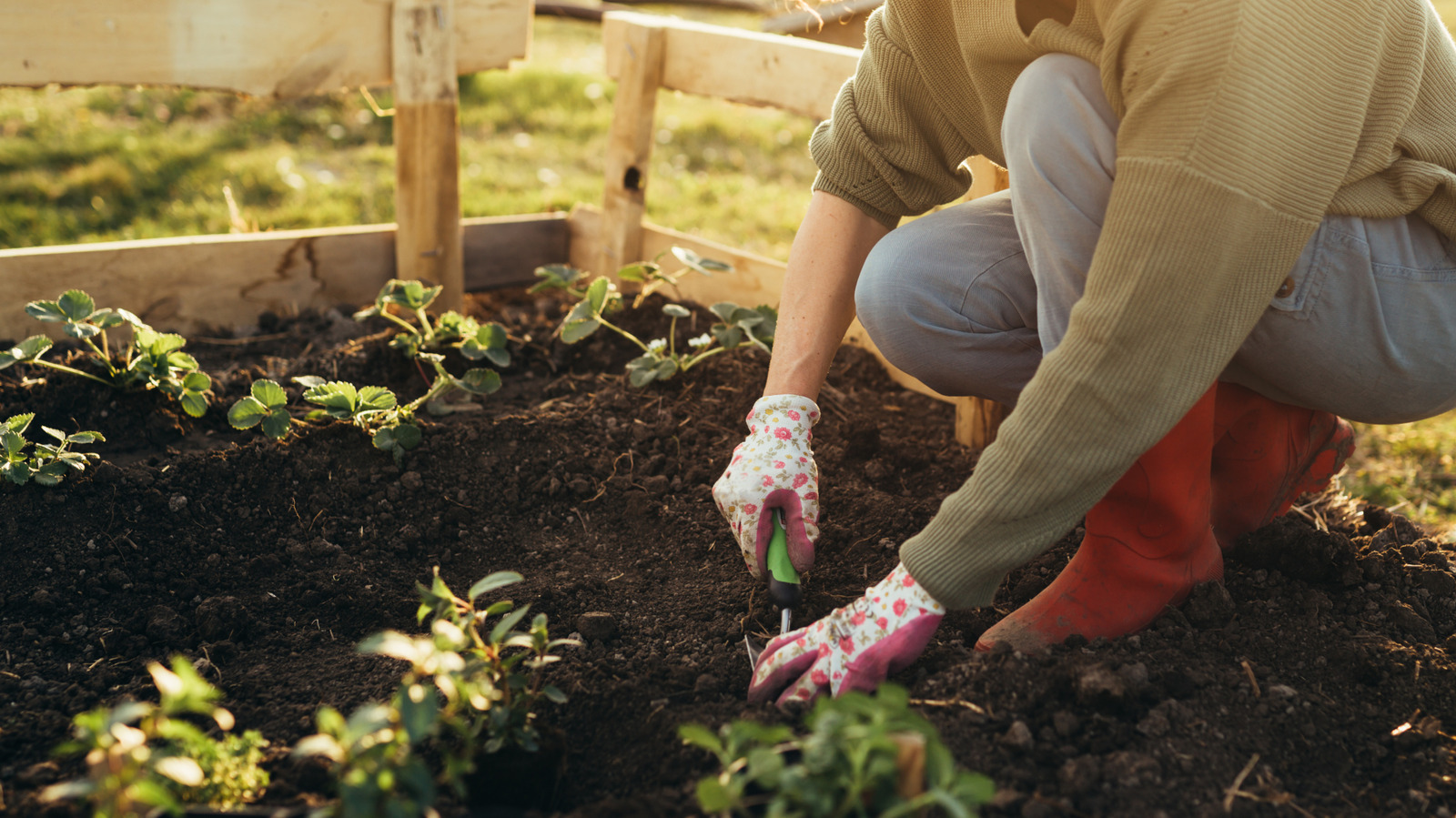 13 Affordable Dollar Tree Items That Belong In Your Gardening Arsenal