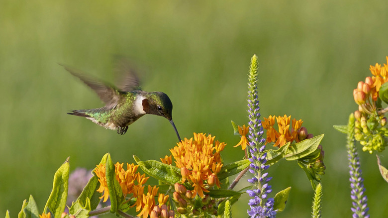 Attract Hummingbirds to Your Yard with Overripe Bananas - Global Ideas