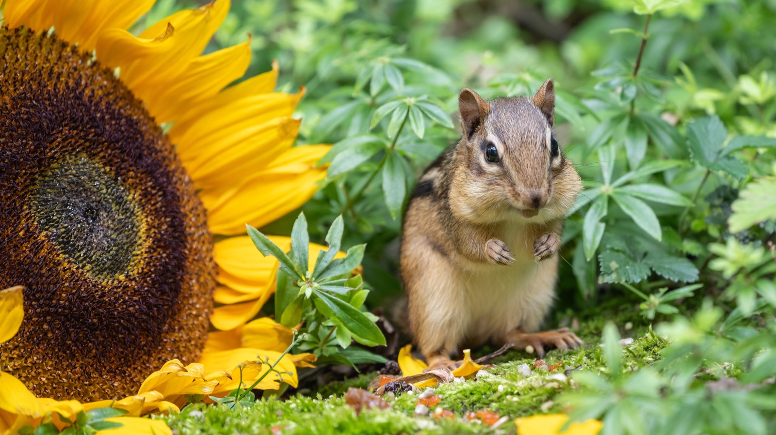 Are Chipmunks In Your Garden A Bad Thing? Here's What We Know