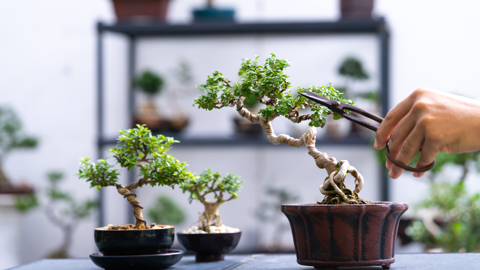 Are Costco's Bonsai Trees Worth Your Money?