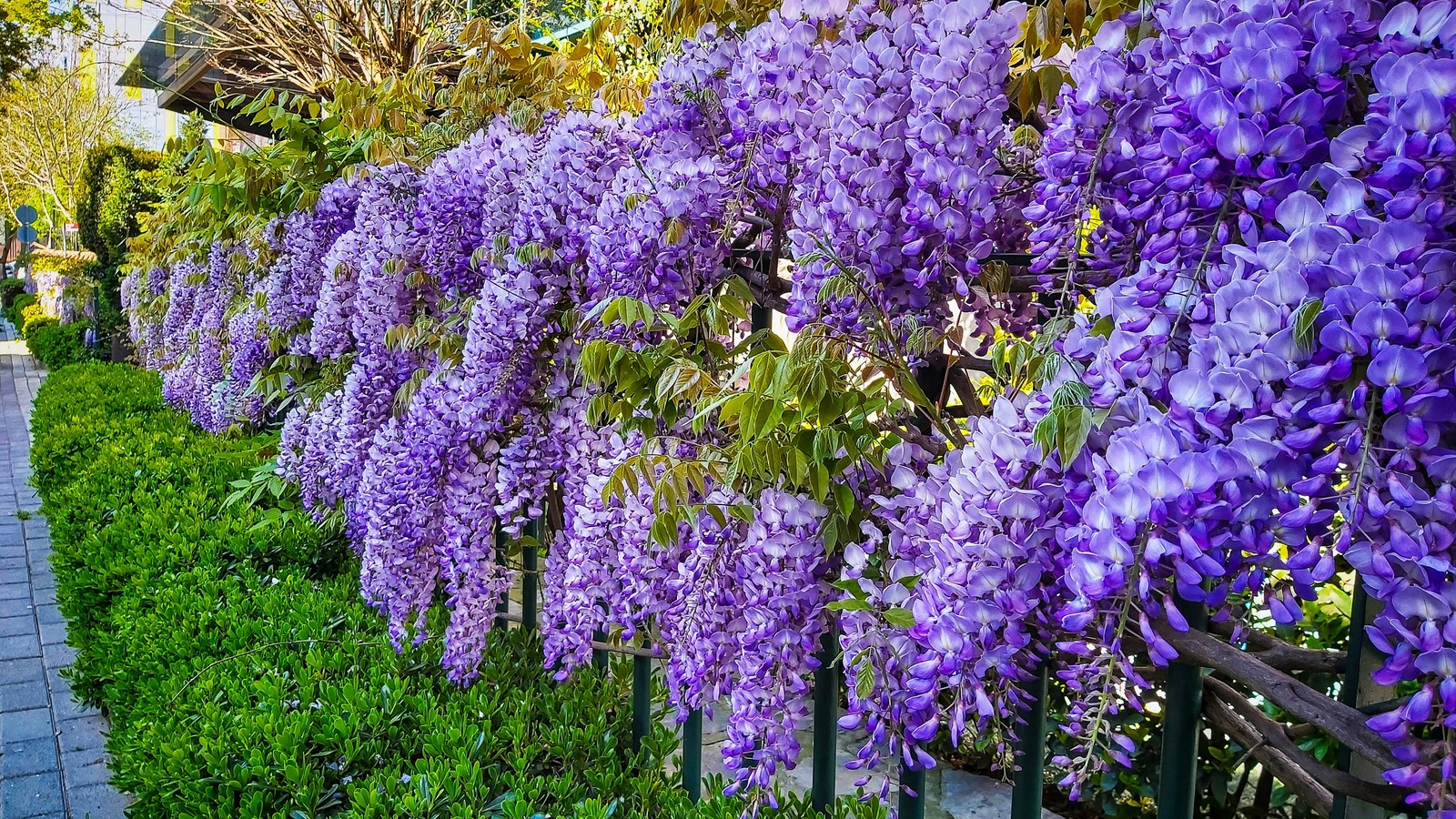 Are The Big Blooms Of The Invasive Japanese Wisteria Really Worth It?