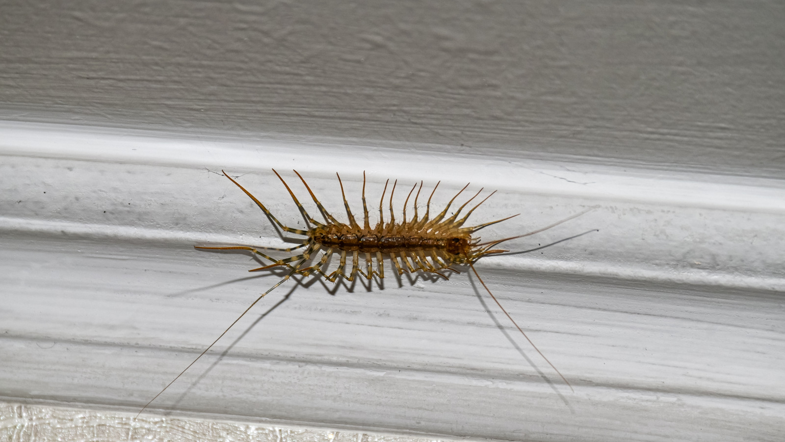 Areas Of Your Home And Garden That Might Be Attracting Centipedes