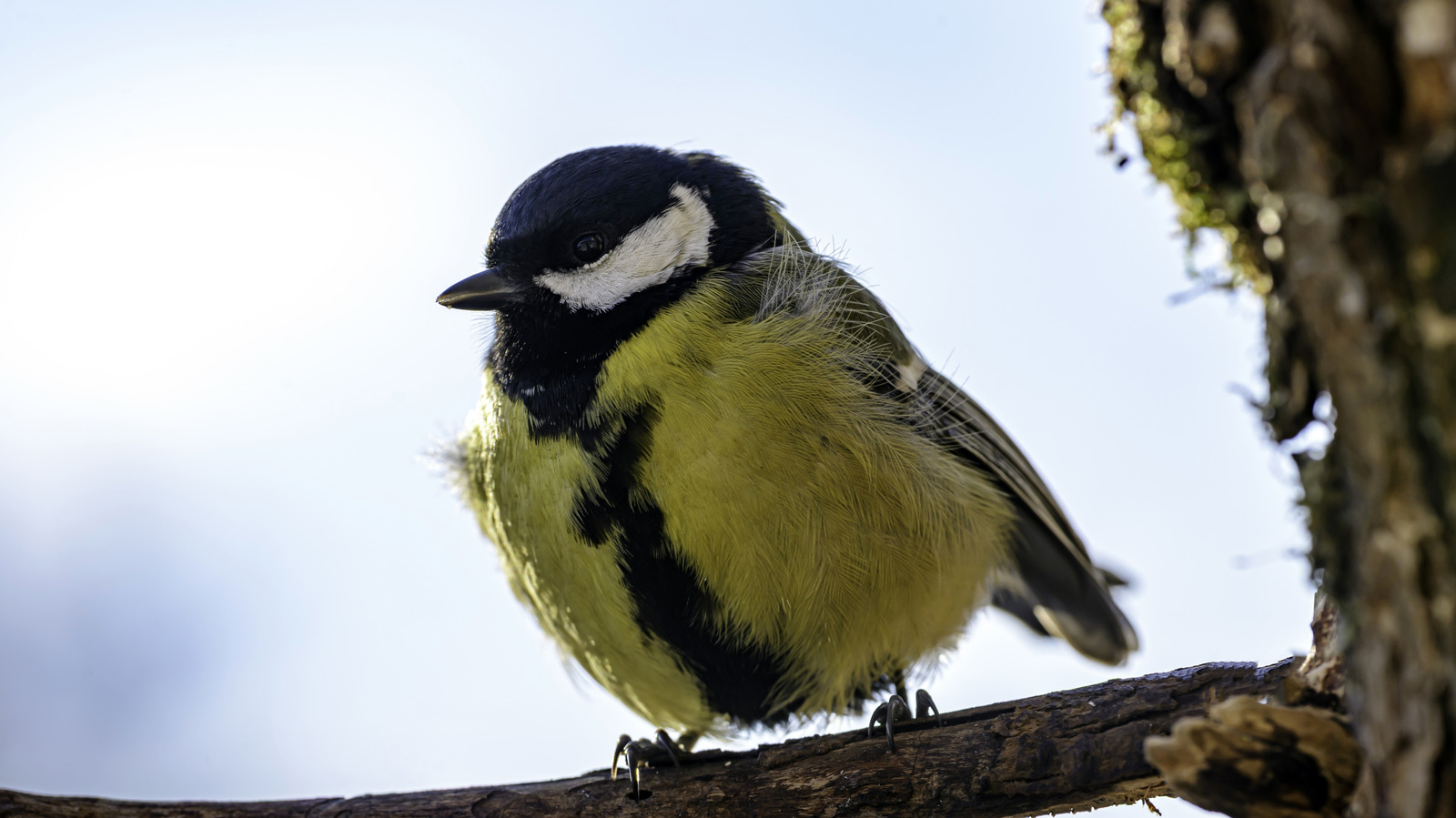 The Tiny Garden Tweak That Makes Birds Flock To Your Yard