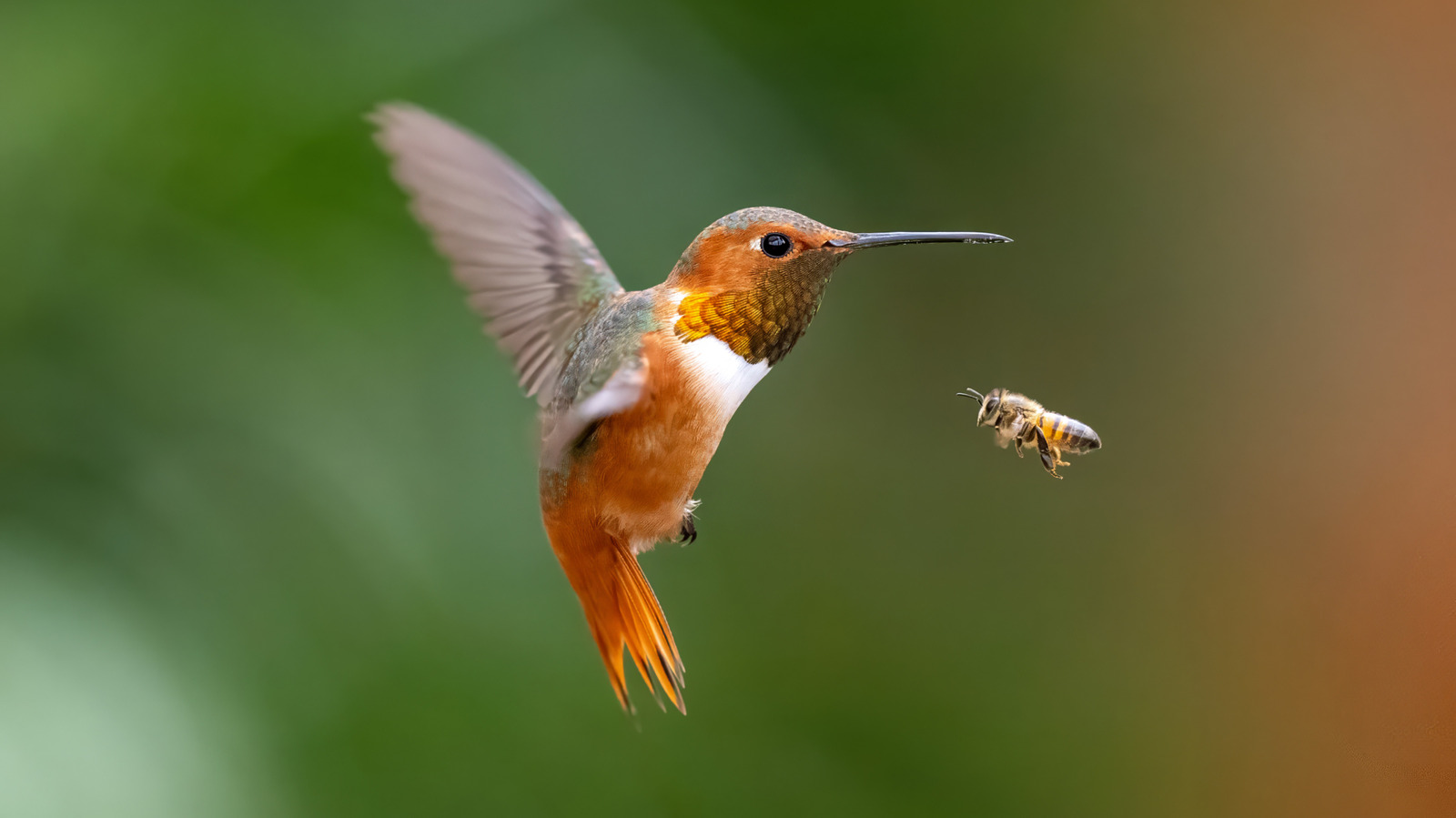 Attract Hummingbirds and Bees with a Gorgeous Perennial Flower that ...