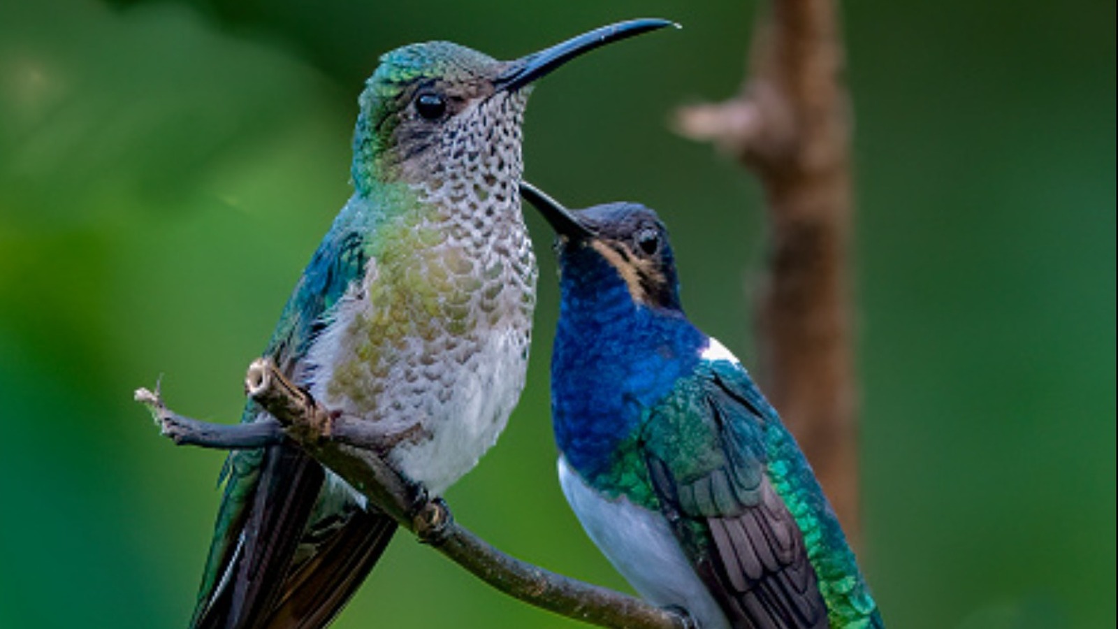 Attract Hummingbirds To Your Yard With These Classic Trees