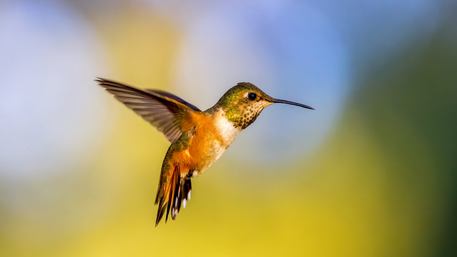 Draw Hummingbirds Naturally with This Nectar-Rich Flowering Shrub ...
