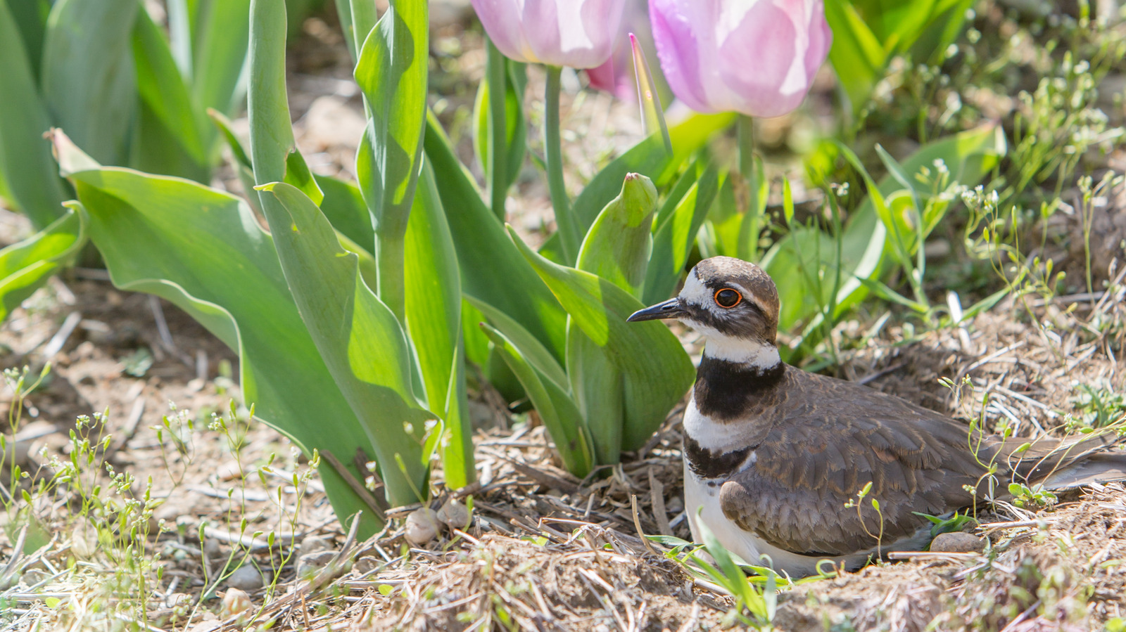 Attract Killdeer Birds To Your Yard With One Simple Addition
