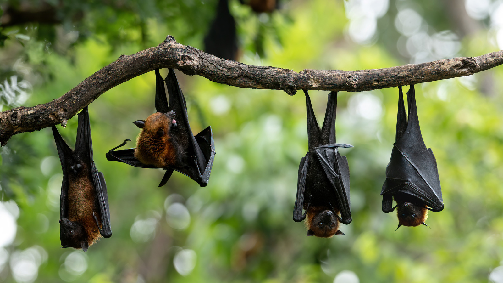 Attract More Bats To Your Bat House With These Clever Tips