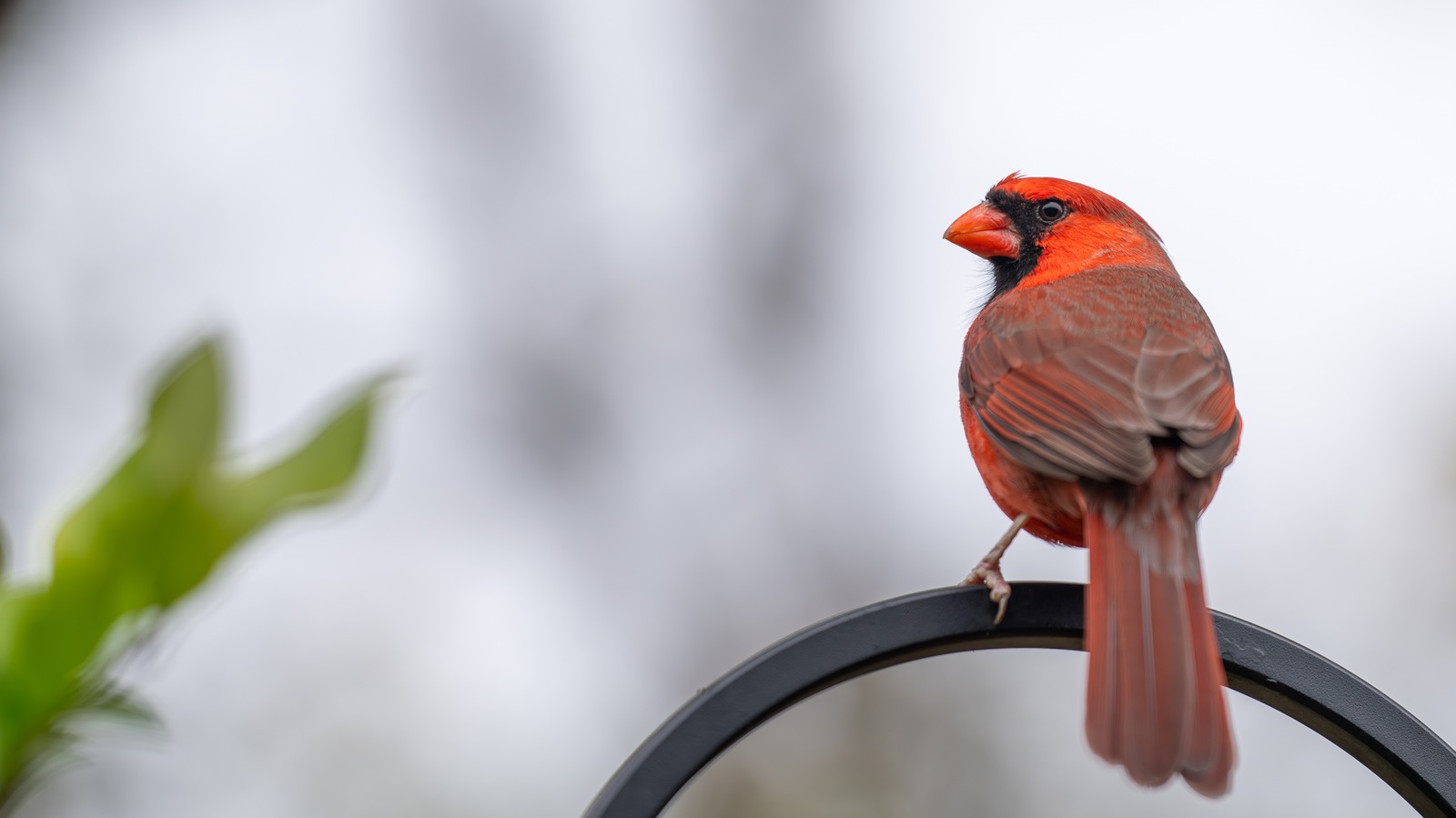 Attract Red Cardinals To Your Yard With A Perennial Plant They Love