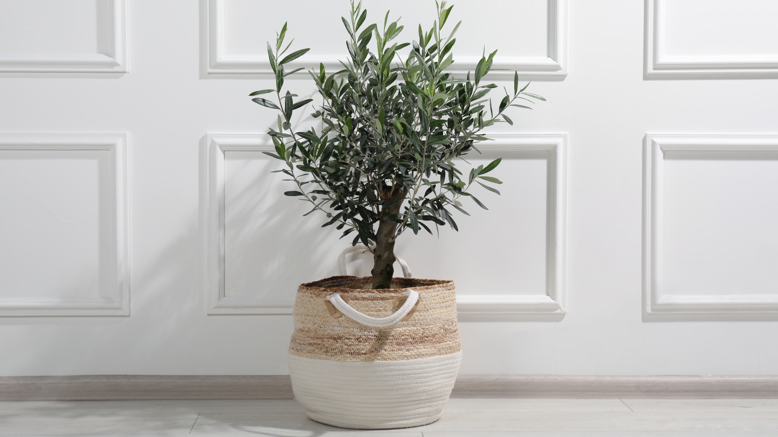 Mistakes To Avoid When Growing An Olive Tree Indoors