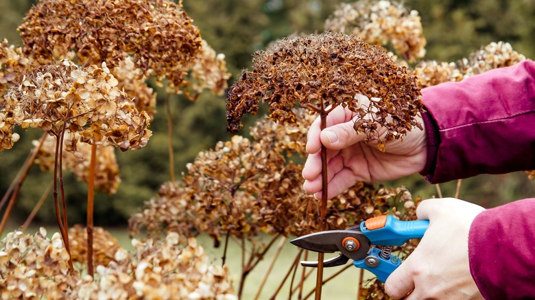Avoid This Common Mistake When Growing Hydrangeas From Seed