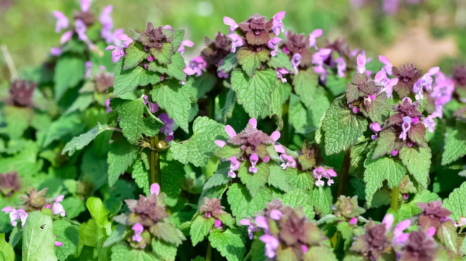 Banish Henbit Deadnettle Weeds From Your Lawn With An Ingredient From ...