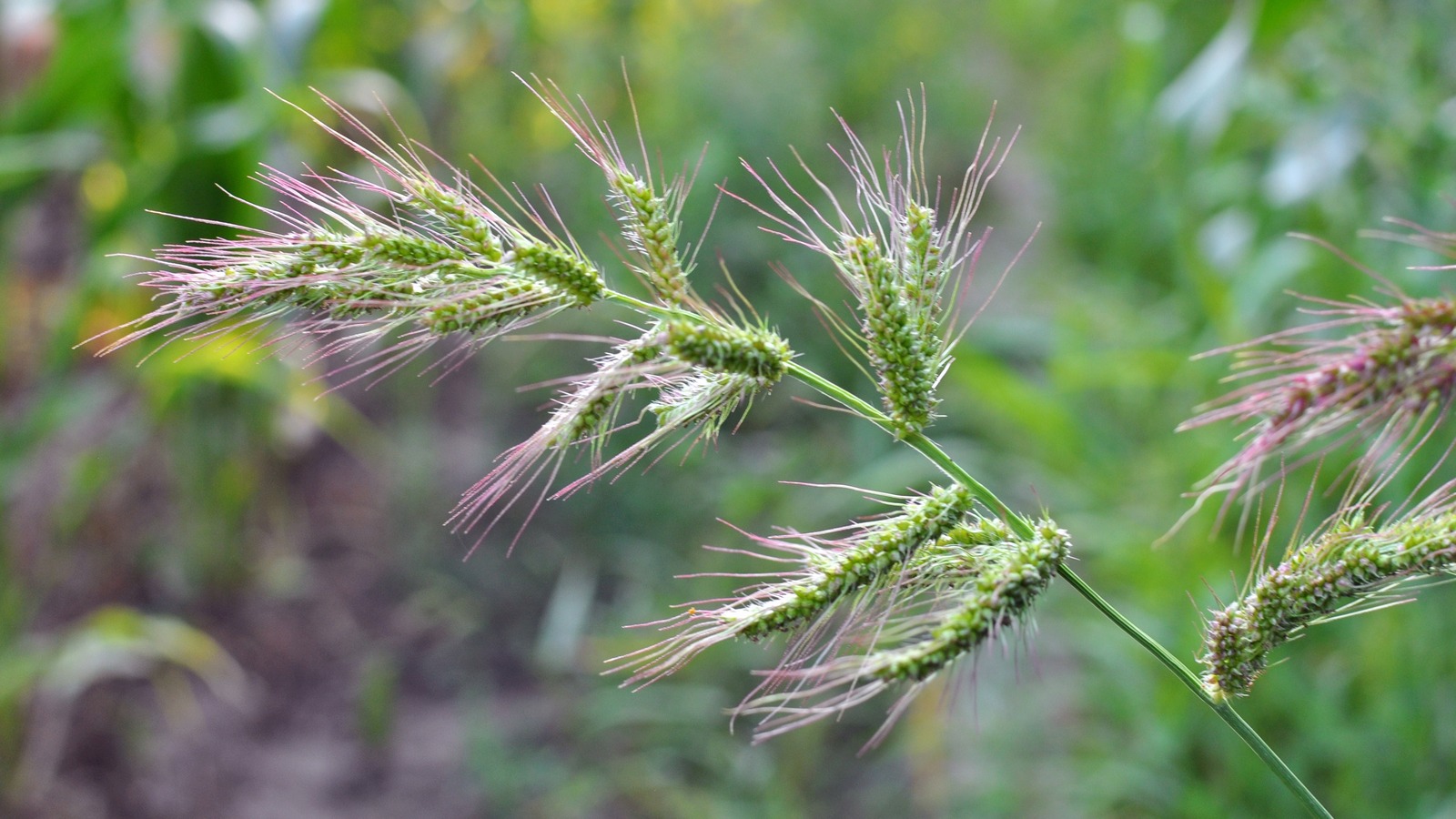 Barnyardgrass: The Best Way To Keep This Tenacious Weed Out Of Your Yard