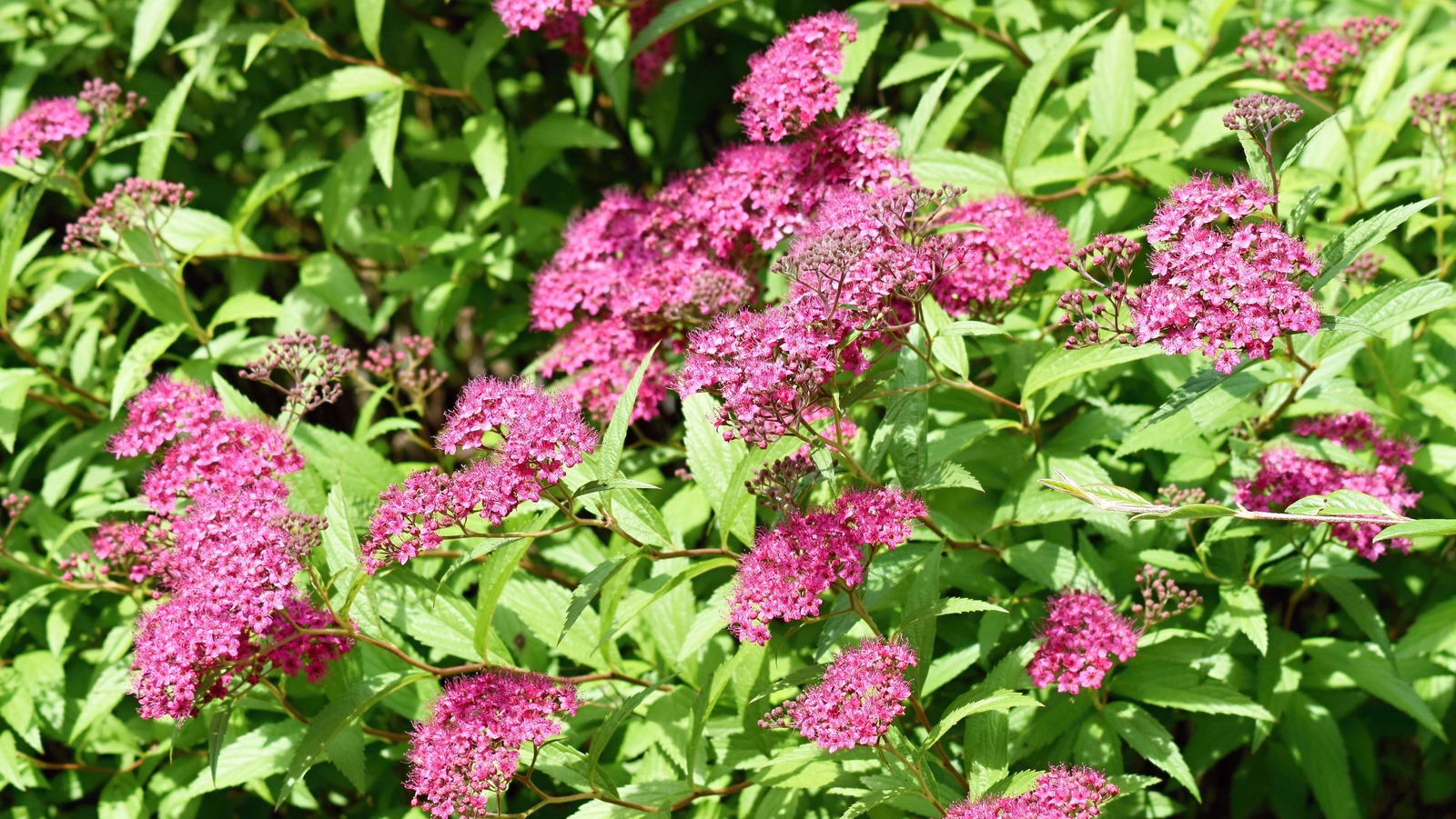 Beautiful Native Plants To Grow Instead Of Invasive Spirea