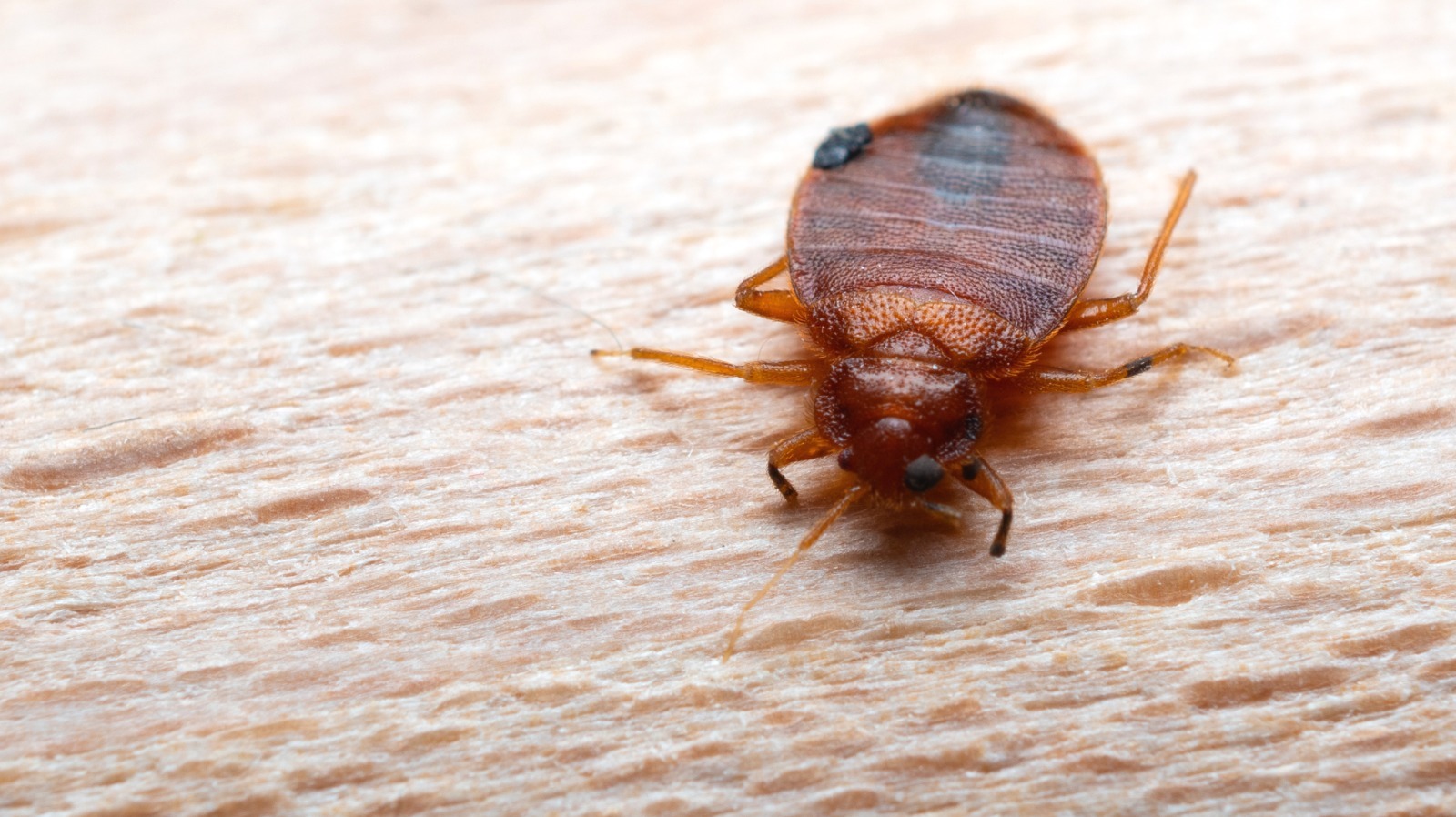 Bed Bugs Might Be Lurking In Your Wooden Furniture. Here's How To Get ...