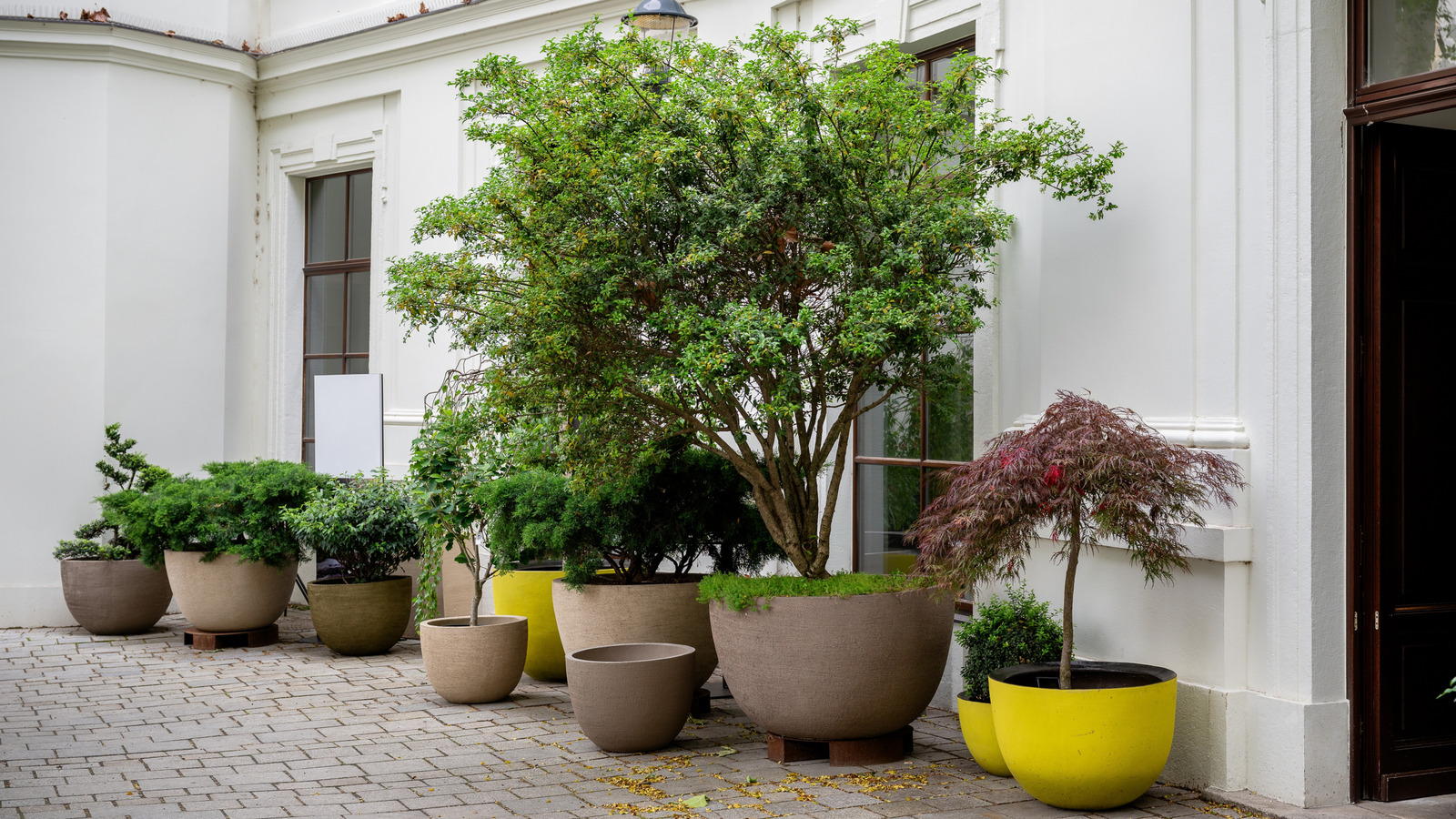 26 Varieties Of Trees That Grow Happily In Garden Containers