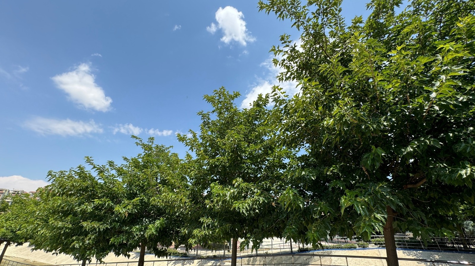 Discover Alternatives To White Mulberry Trees For A More Suitable Landscape