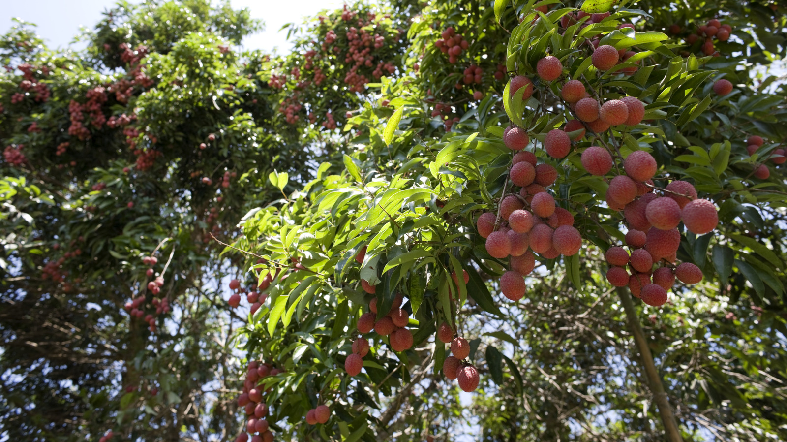 How To Grow Lychee Trees To Bring A Touch Of Tropical Beauty To Your Yard