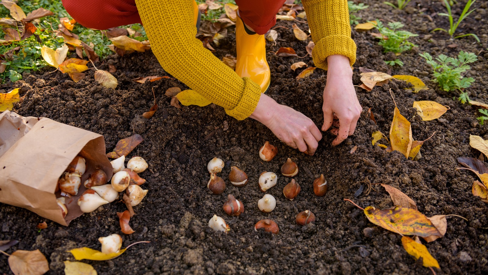 Bulbs, Rhizomes, And Corms: What's The Difference?