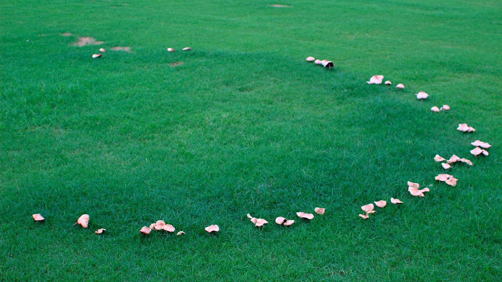 Can Baking Soda Make Fairy Rings In Your Lawn Disappear? Here's What ...