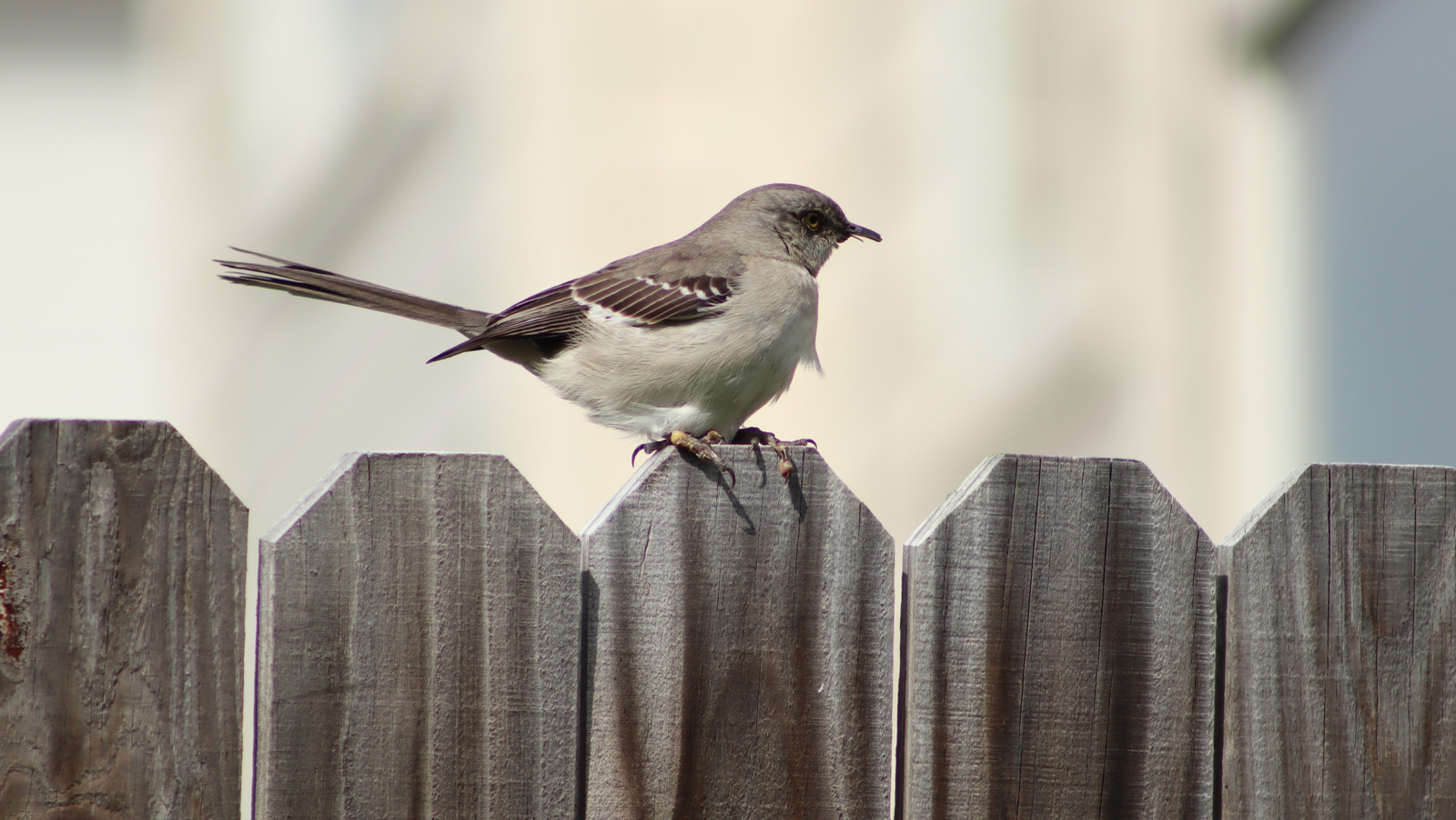 Can Birds Eat Raisins? Here's What You Should Know