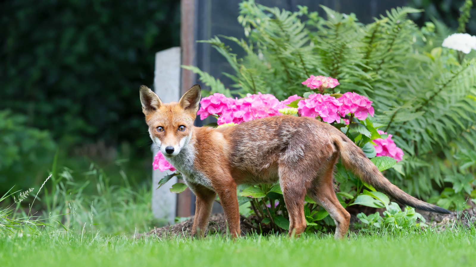 How To Stop Foxes From Climbing Your Fence And Ruining Your Yard
