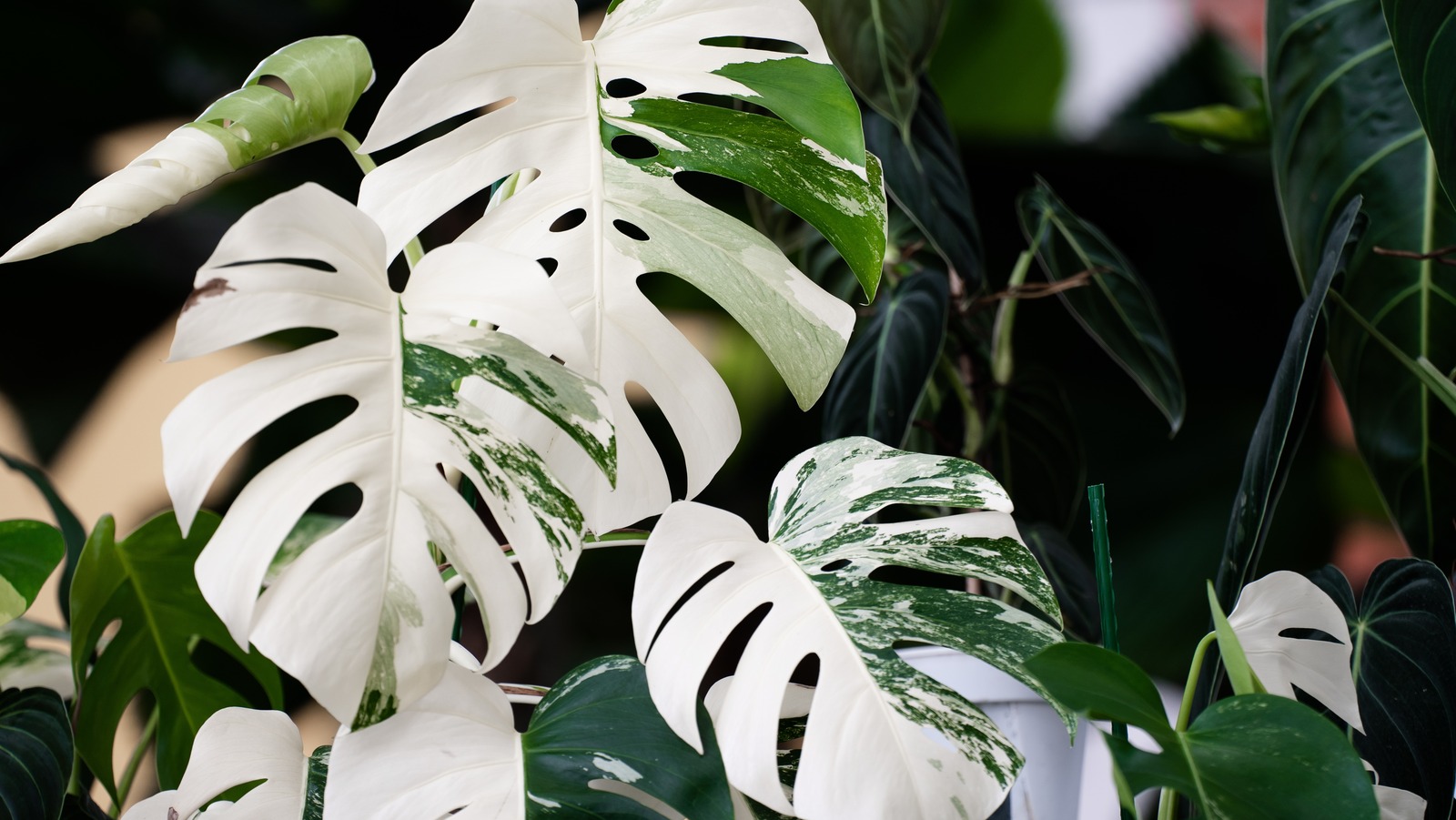Can I Increase Variegation In My Monstera Plant?