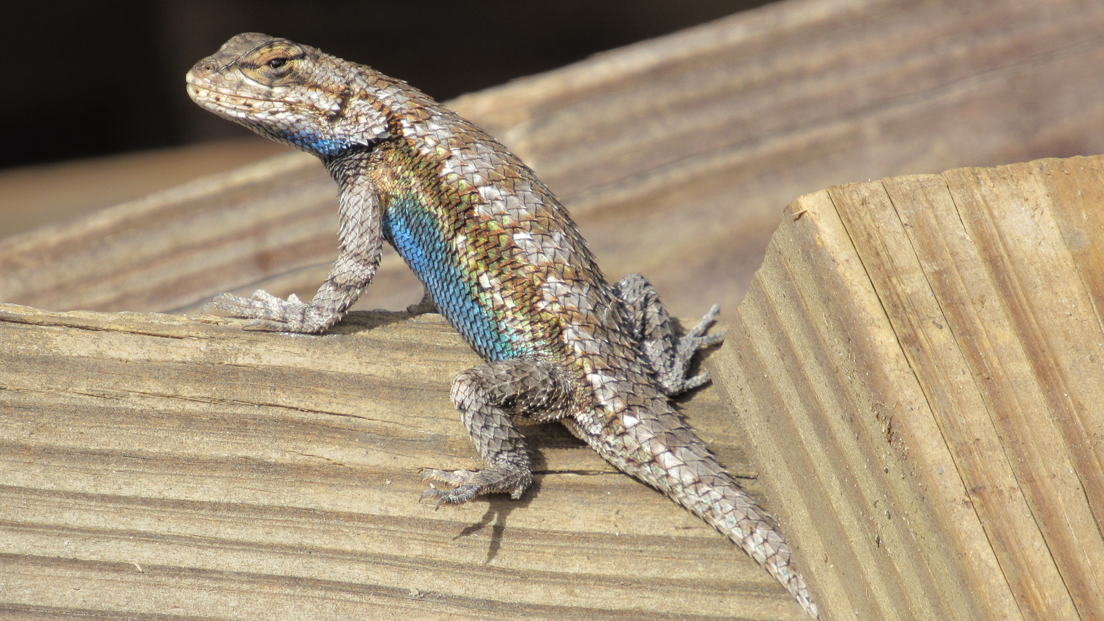 Can This Gorgeous Plant Really Discourage Sneaky Lizards From Entering ...