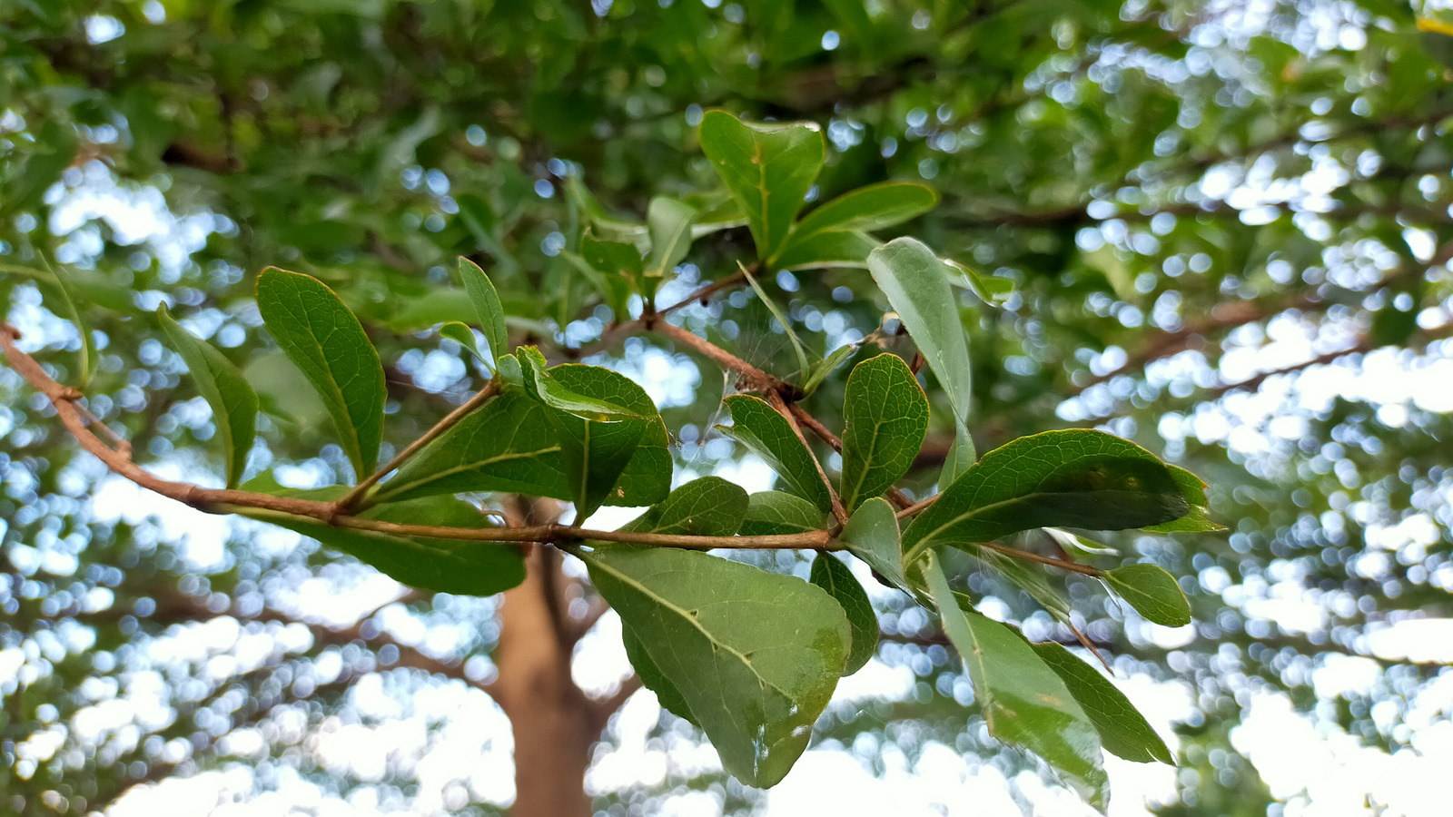 Explore Tips For Growing Your Own Black Olive Tree Inside And Outdoors