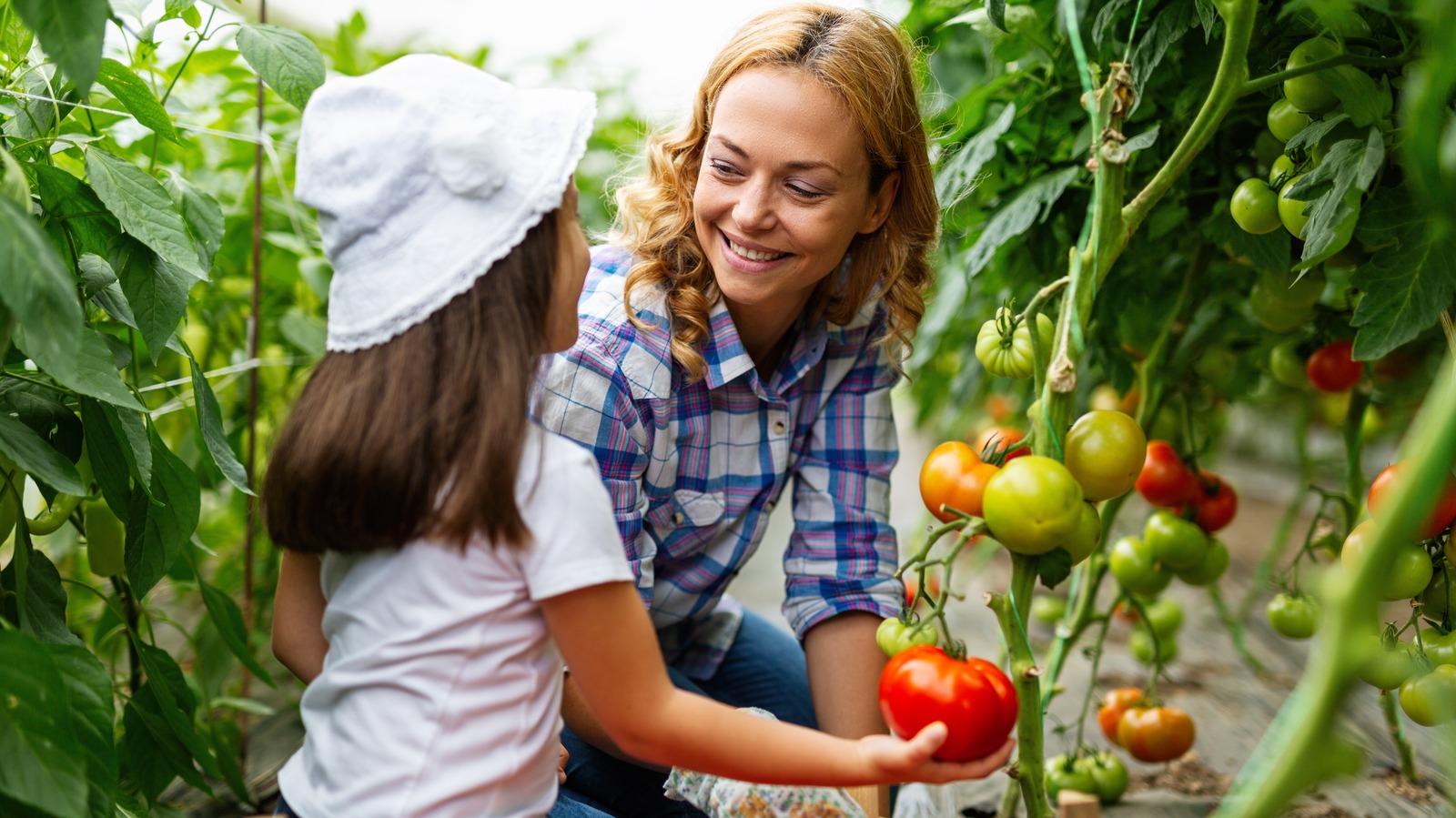 Can You Really Increase Your Tomato Plant Harvest By Tapping The Stem?