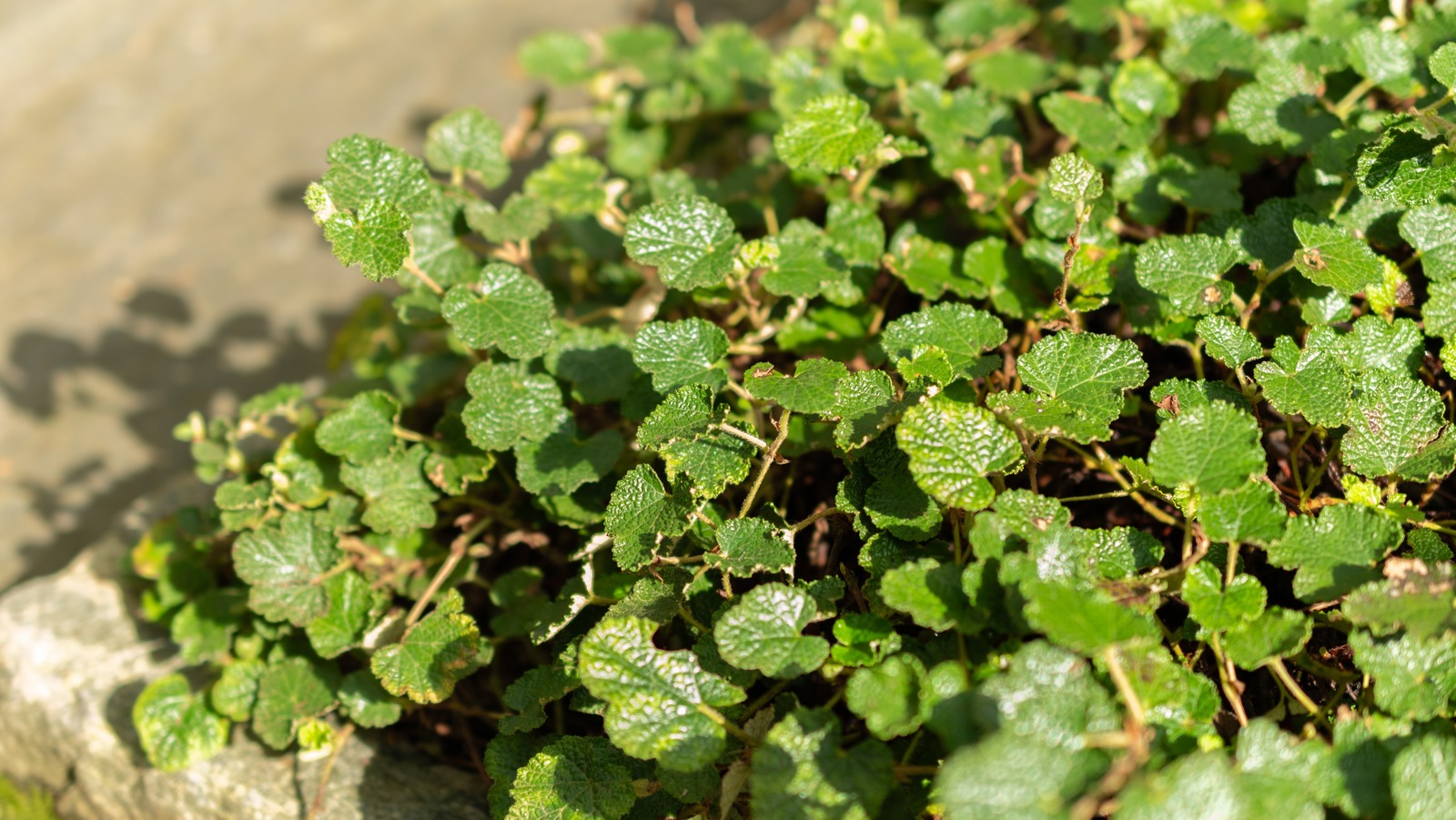 Chinese Raspberry Is The Heat-Tolerant Ground Cover That Provides Lush ...
