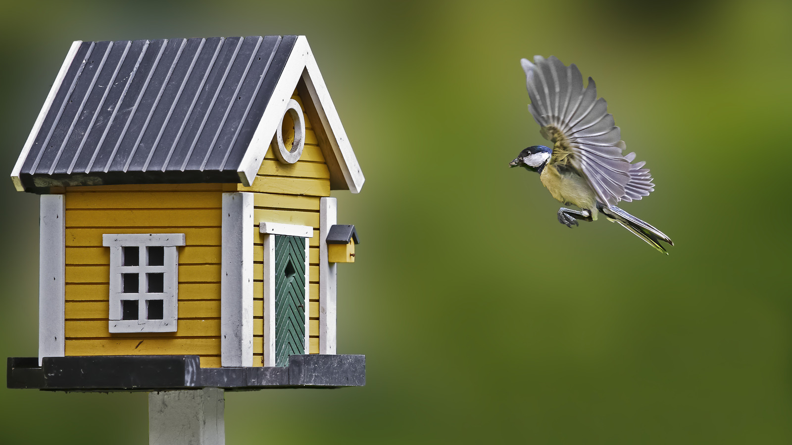 Choose The Best Type Of Birdhouse For Your Yard With These Helpful Tips