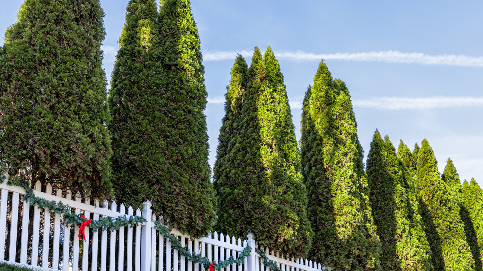 Green Giant Or Emerald Green Arborvitae Trees: Which Is Best For Privacy?
