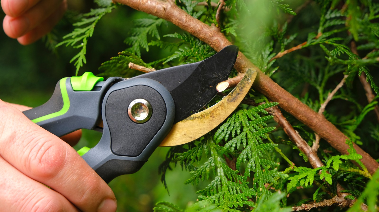 'Chop N Drop' Pruning Is The Easiest And Best Way To Take Care Of Your ...