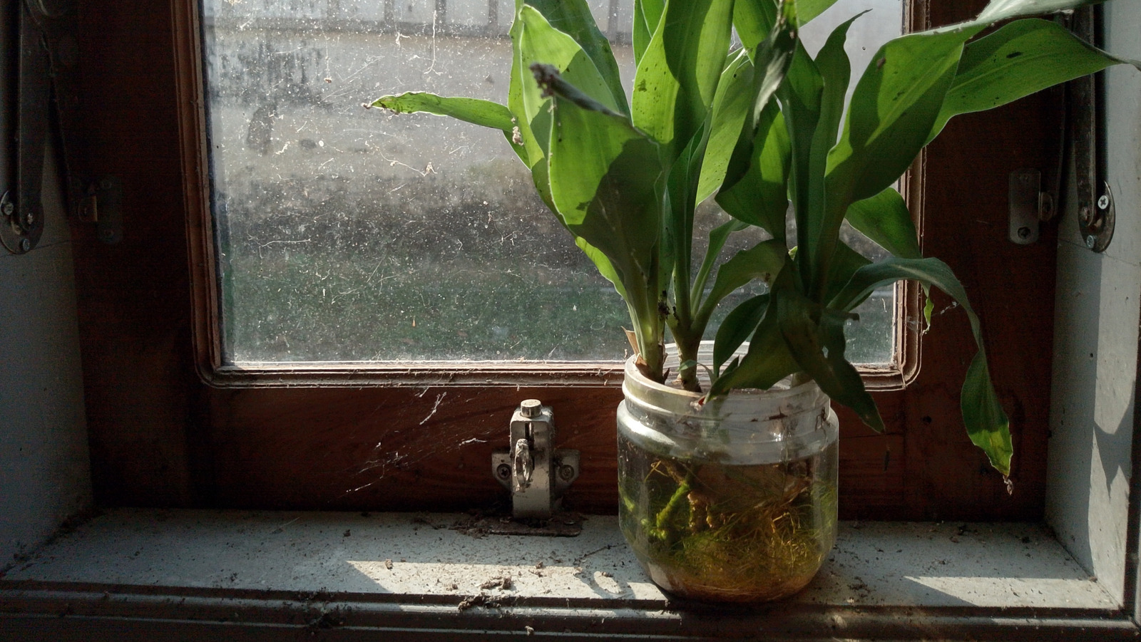 Cloudy Water In Your Plant Propagation Jar? Here's What It Means And ...