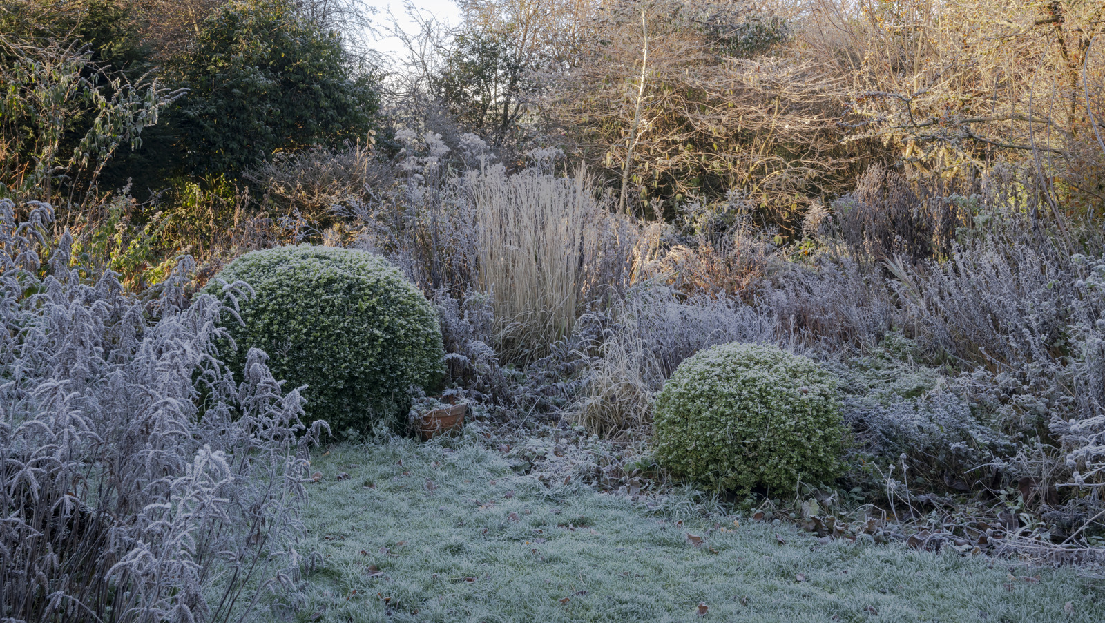Cold-Hardy Ground Covers To Plant For Winter That Aren't Evergreens