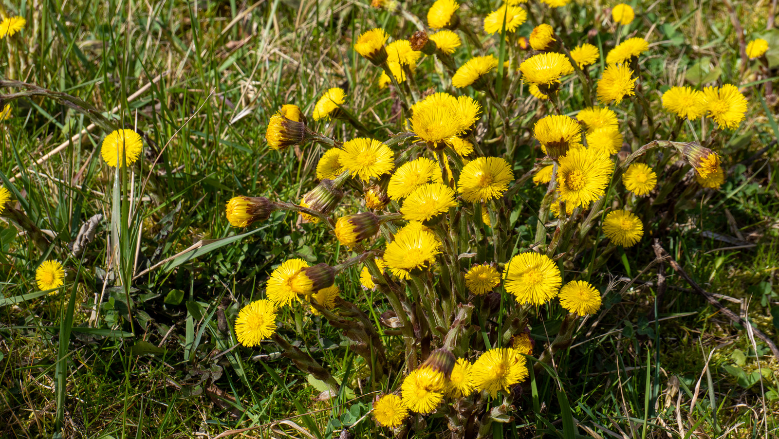 Tips To Eliminate Invasive Dandelion Lookalikes, Coltsfoot, From Your Yard