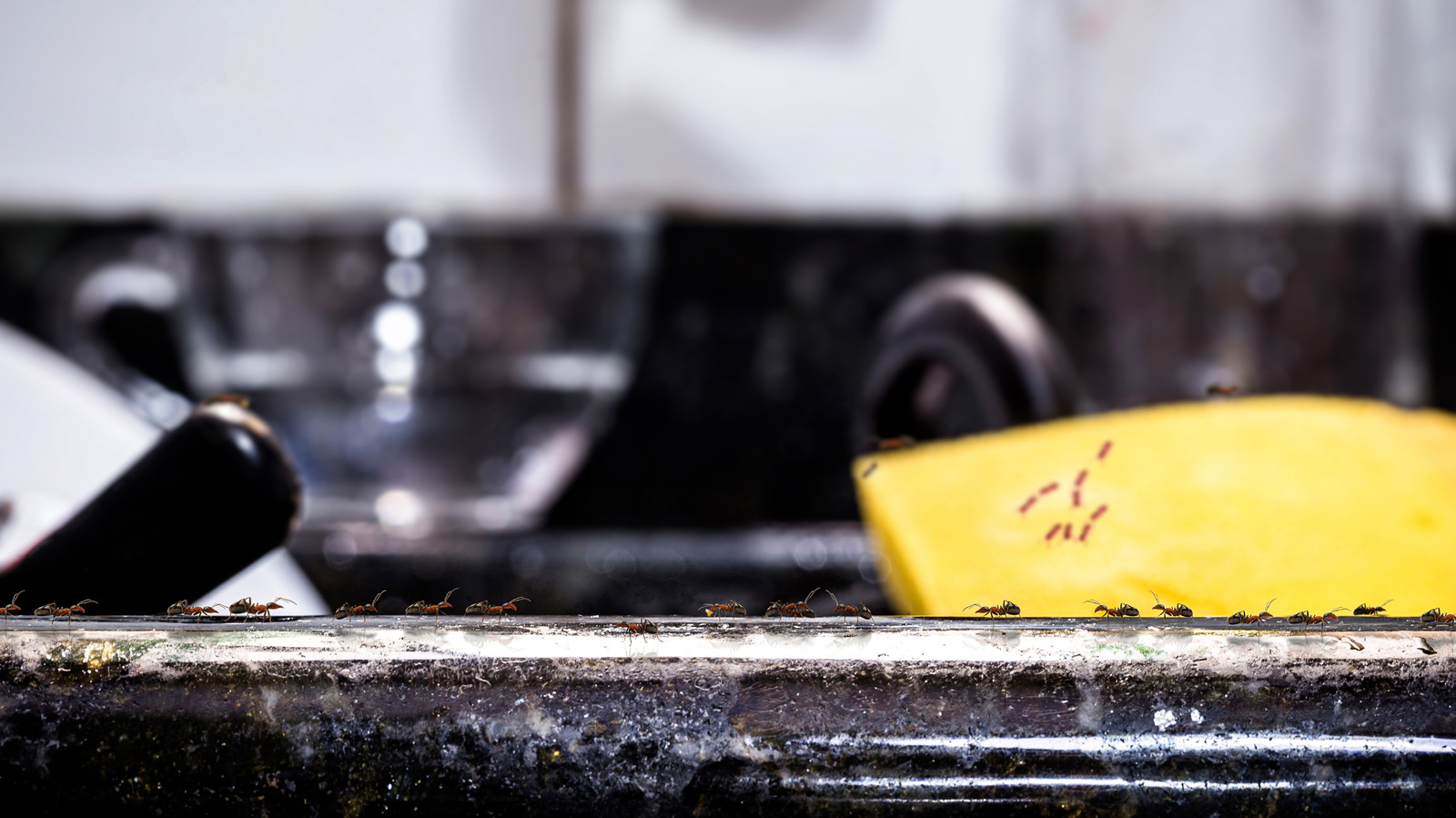 Common Foods That Are Most Likely To Attract Fire Ants To Your Home And ...