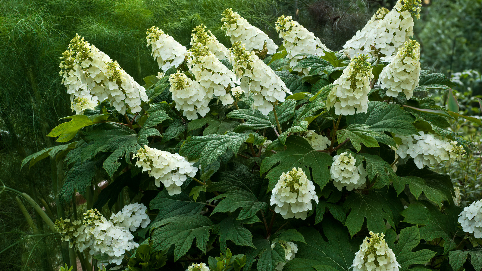 Common Hydrangea Issues To Know About Before Growing Them In Your Garden