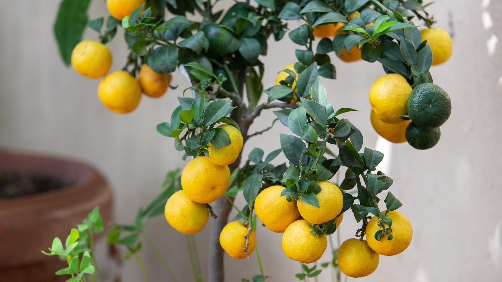 The Most Common Diseases Your New Lemon Trees May Face