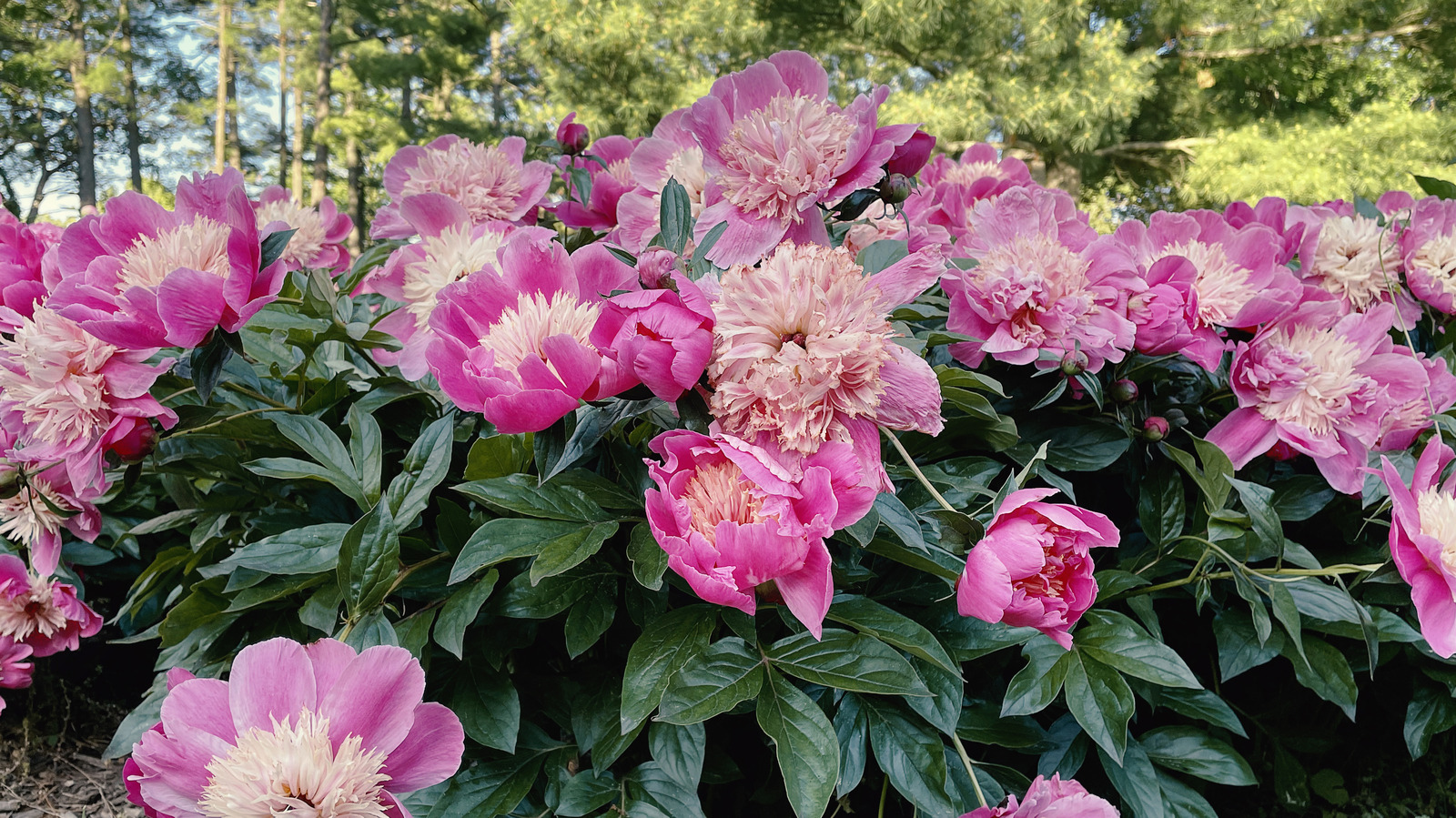Typical Errors to Avoid When Pruning Peonies - Global Ideas